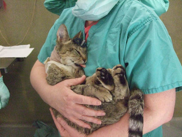 Sound Localization Images – Animals in Research and Teaching – UW–Madison