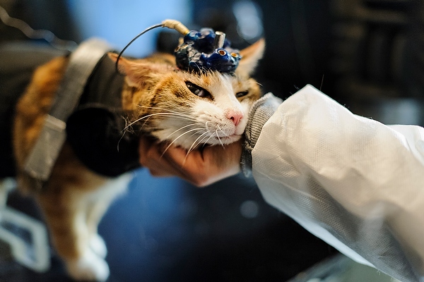 2014 Images from Yin Lab – Animals in Research and Teaching – UW–Madison