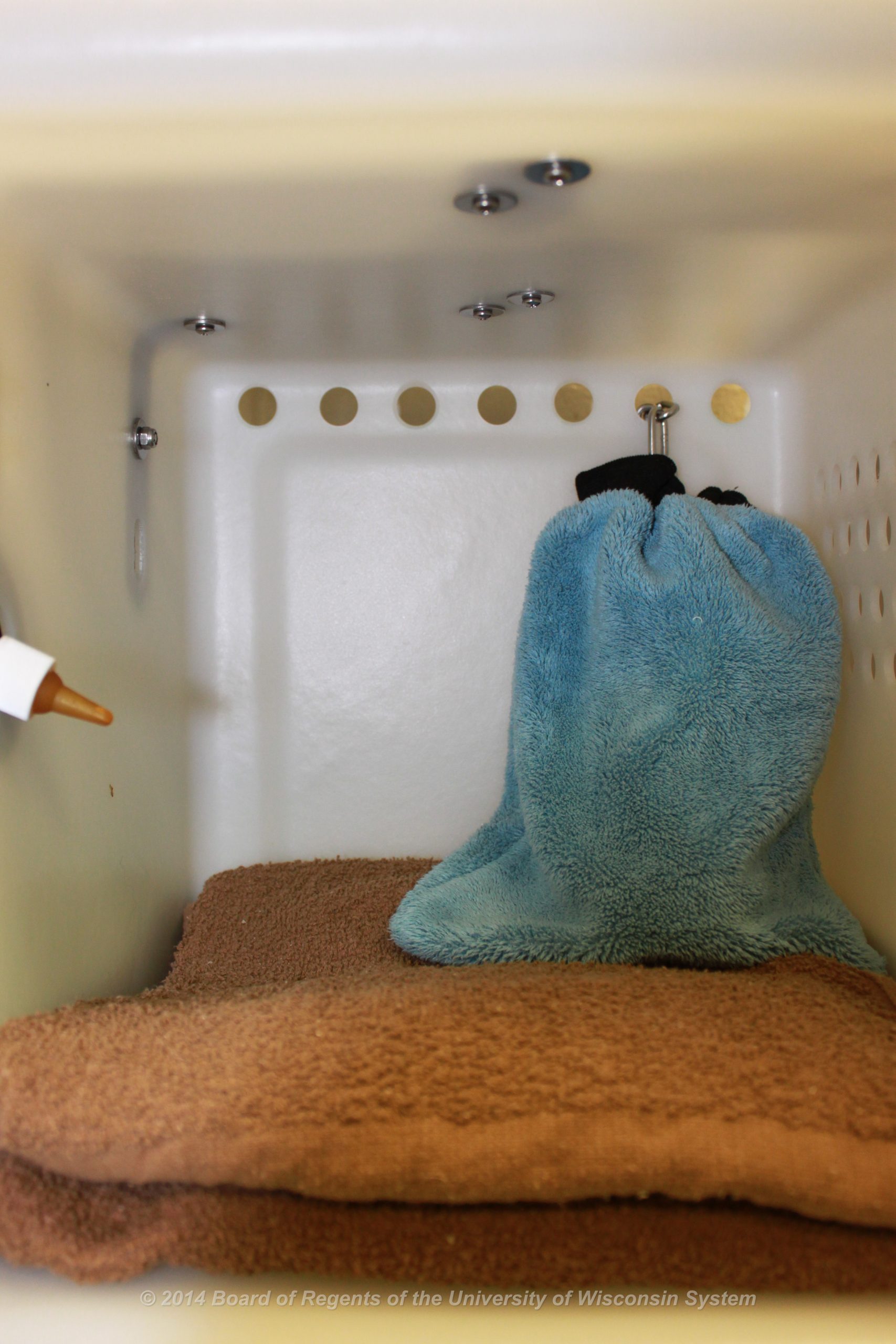 Rhesus macaque care and photos – Animals in Research and Teaching – UW ...