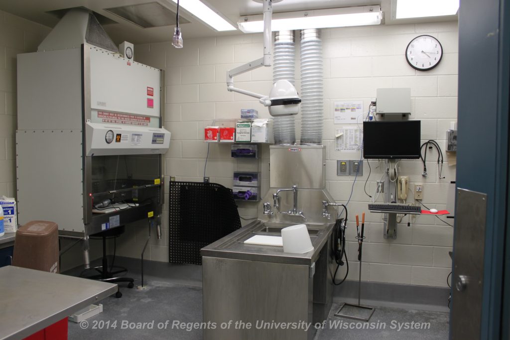 Rhesus macaque care and photos – Animals in Research and Teaching – UW ...