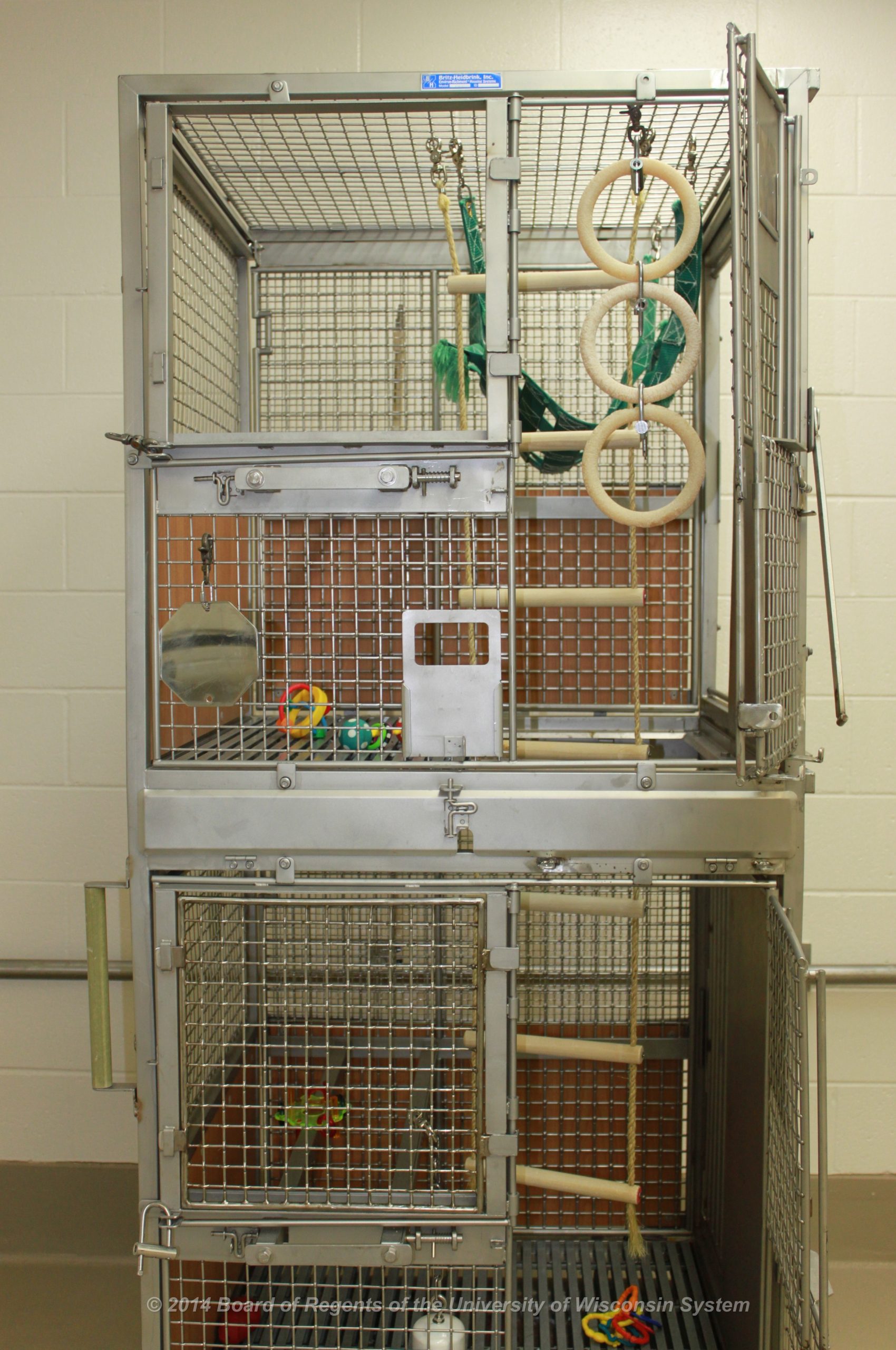 Rhesus macaque care and photos – Animals in Research and Teaching – UW ...