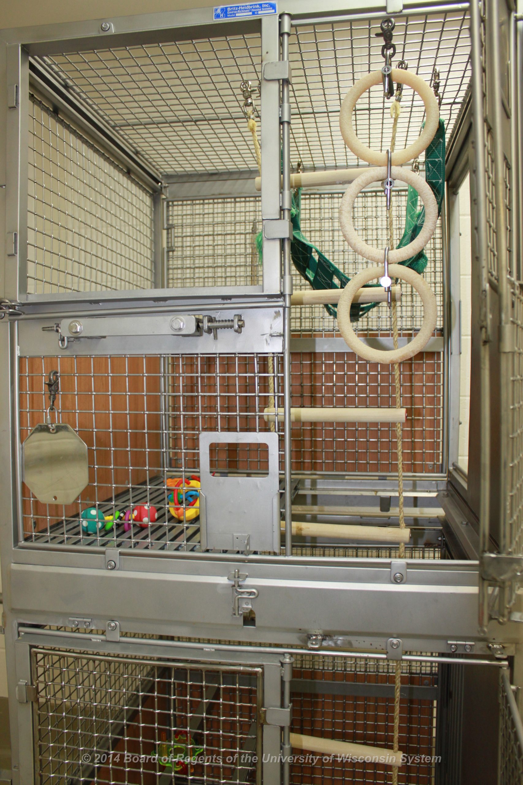Rhesus macaque care and photos – Animals in Research and Teaching – UW ...