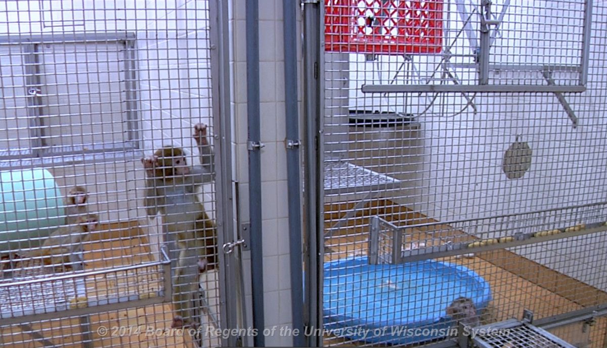 Rhesus macaque care and photos – Animals in Research and Teaching – UW ...