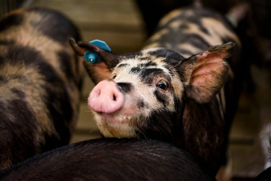 Growing a new type of organ donor – Animals in Research and Teaching ...