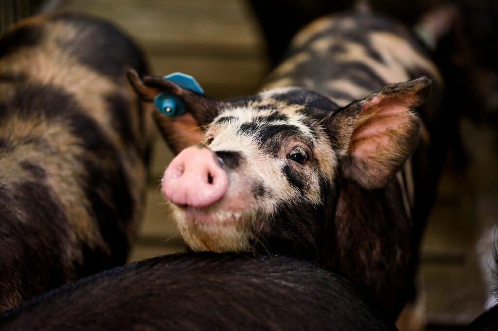 Growing a new type of organ donor – Animals in Research and Teaching ...